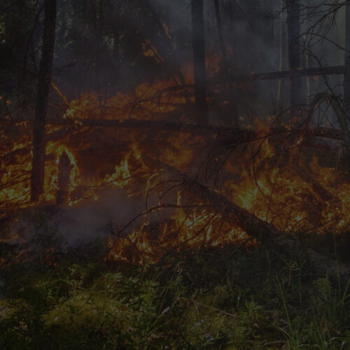 Forest Health Assistance – Cascadia Conservation District