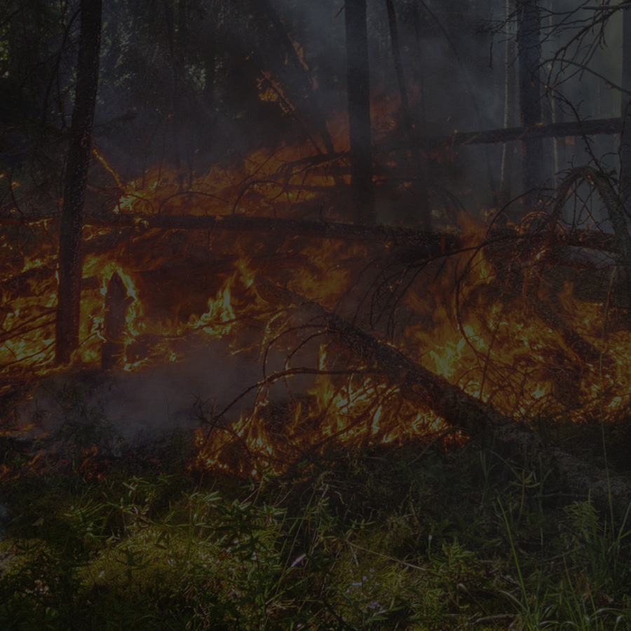 Forest Health Assistance – Cascadia Conservation District